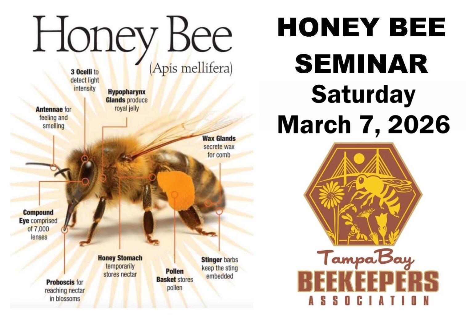 Upcoming Events - Tampa Bay Beekeepers Association Inc. TBBA